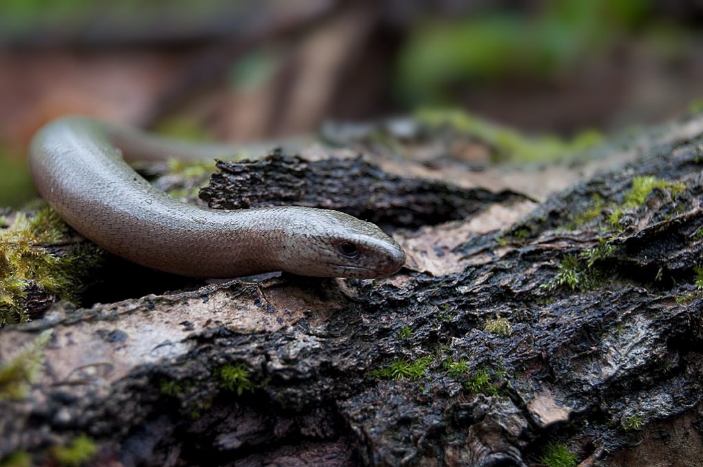 Hazelworm | WWW.KOETZE.NET