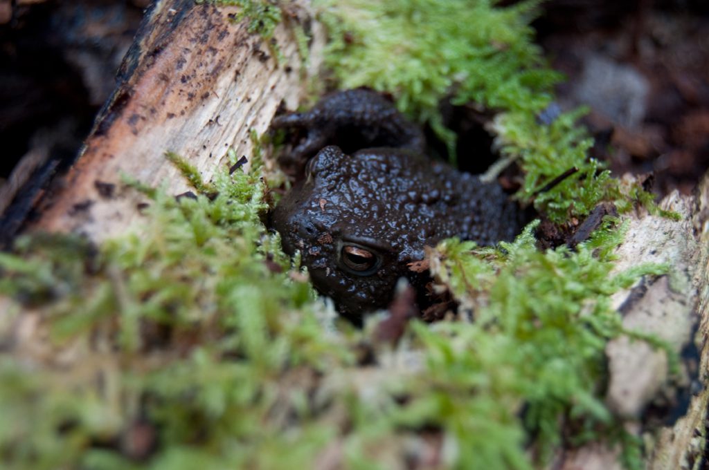 Gewone pad | WWW.KOETZE.NET